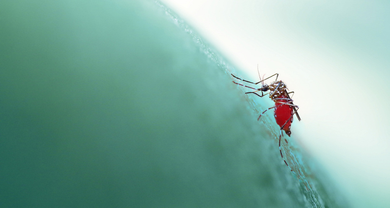 3 Fase Demam Berdarah (DBD) Yang Harus Anda Tahu | HonestDocs