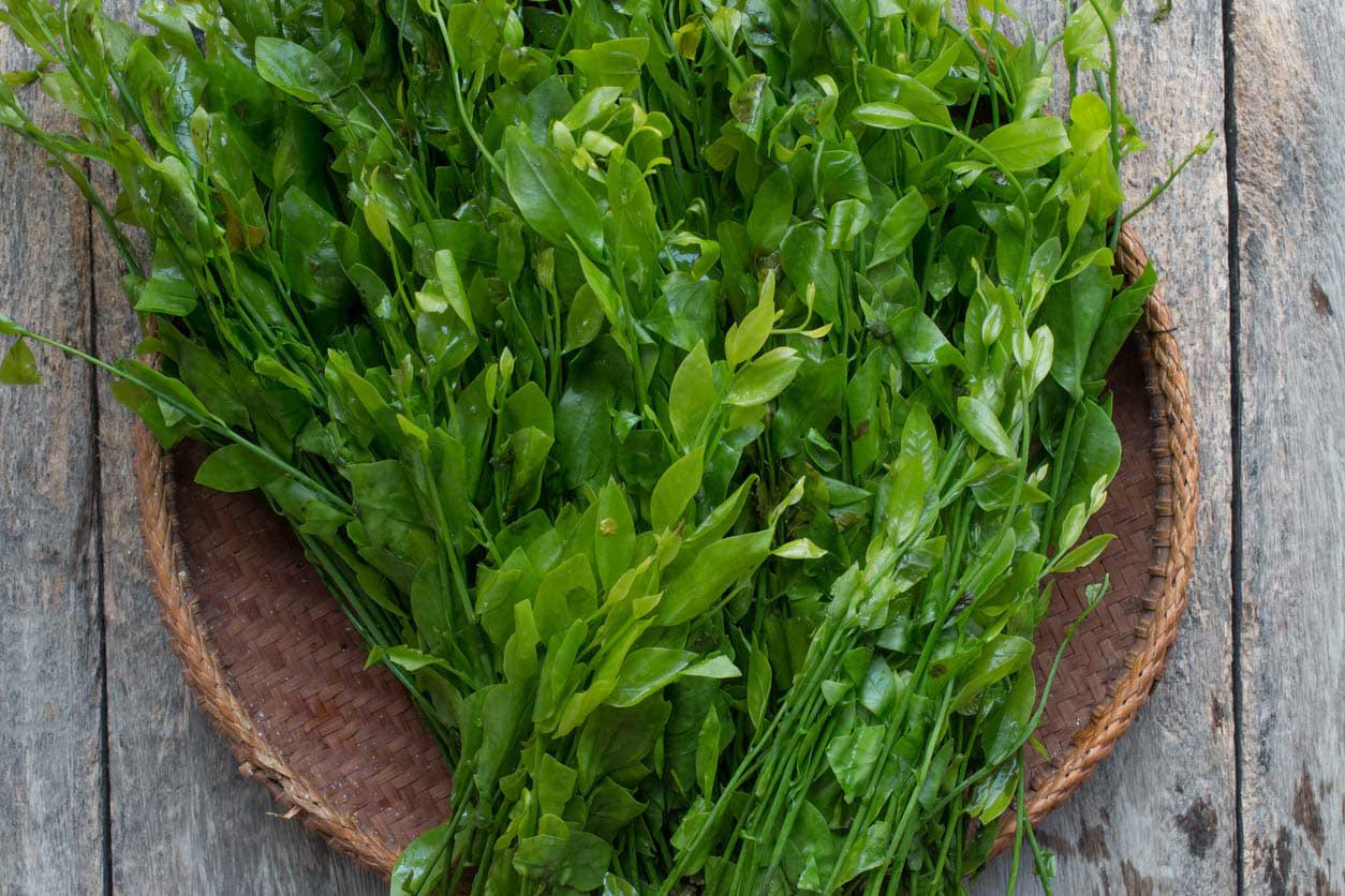 7 Manfaat Daun Katuk | HonestDocs