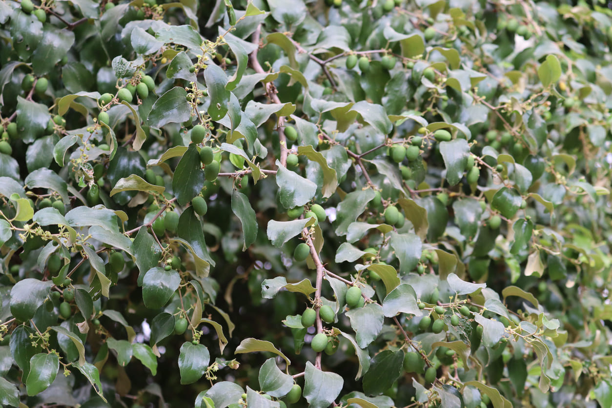 Daun Bidara Yang Kaya Manfaat Bagi Kesehatan Tubuh | HonestDocs